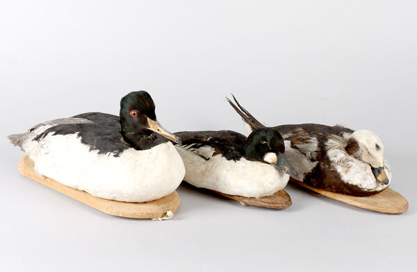 Slutpris för Vättar, uppstoppade sjöfåglar, 3 st